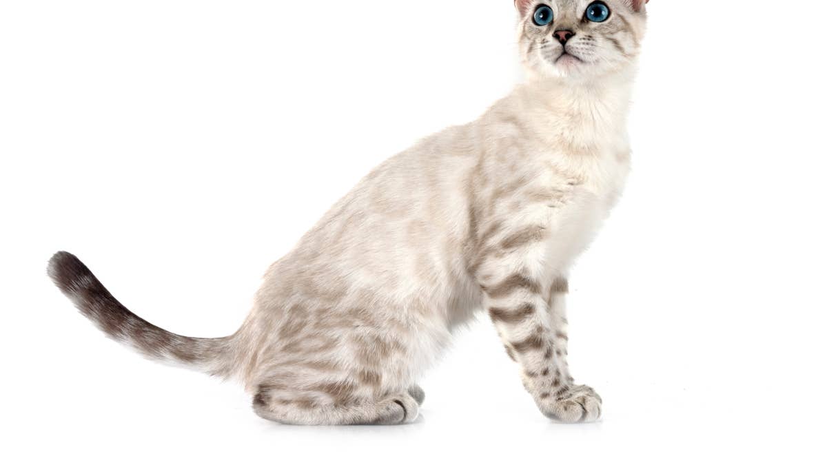 This dreamy snow Bengal kitten looks like she comes from old money