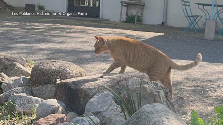 Beloved farm cat at Los Poblanos passes away