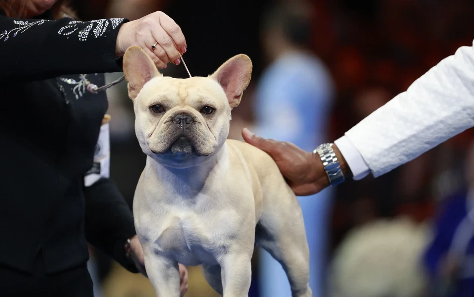 experts-urge-careful-breed-choice-as-frenchie-health-risks-persist