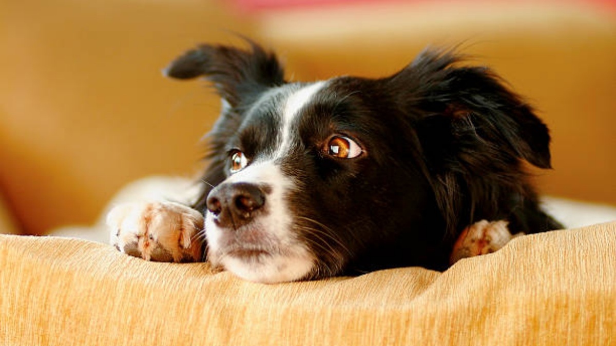 10 common mistakes that stress your dog without you realizing it ...