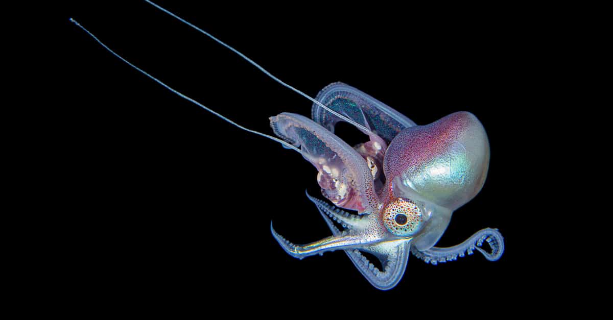 Why octopuses are the most alien-like creatures on Earth
