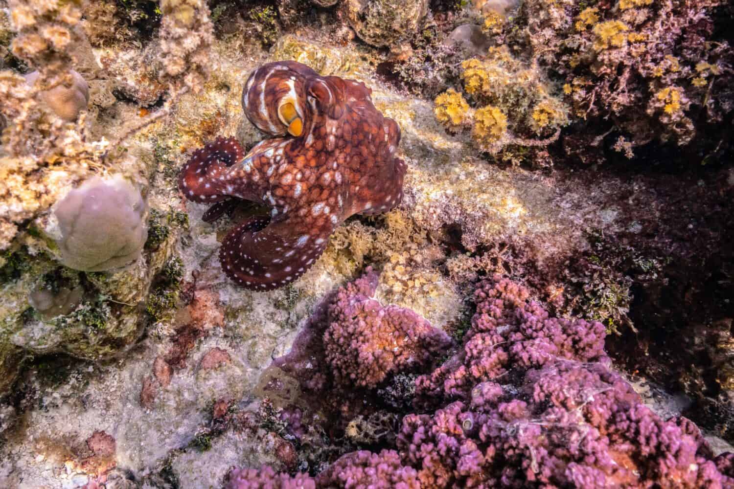 Why octopuses are the most alien-like creatures on Earth