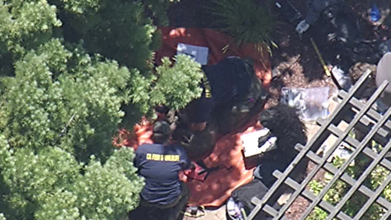 Mountain lion caught in Redwood City