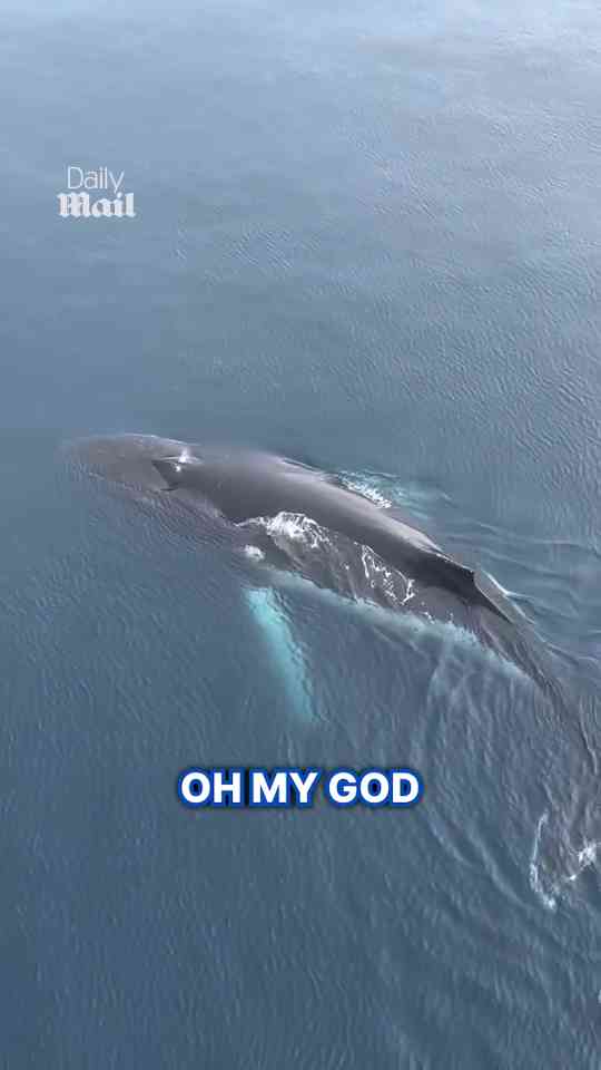 Cruise passenger spots whale from balcony cabin