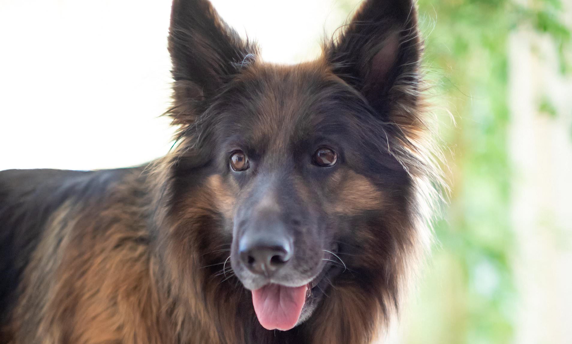 Two thirds of Brits have more photos of their furry friends on their ...