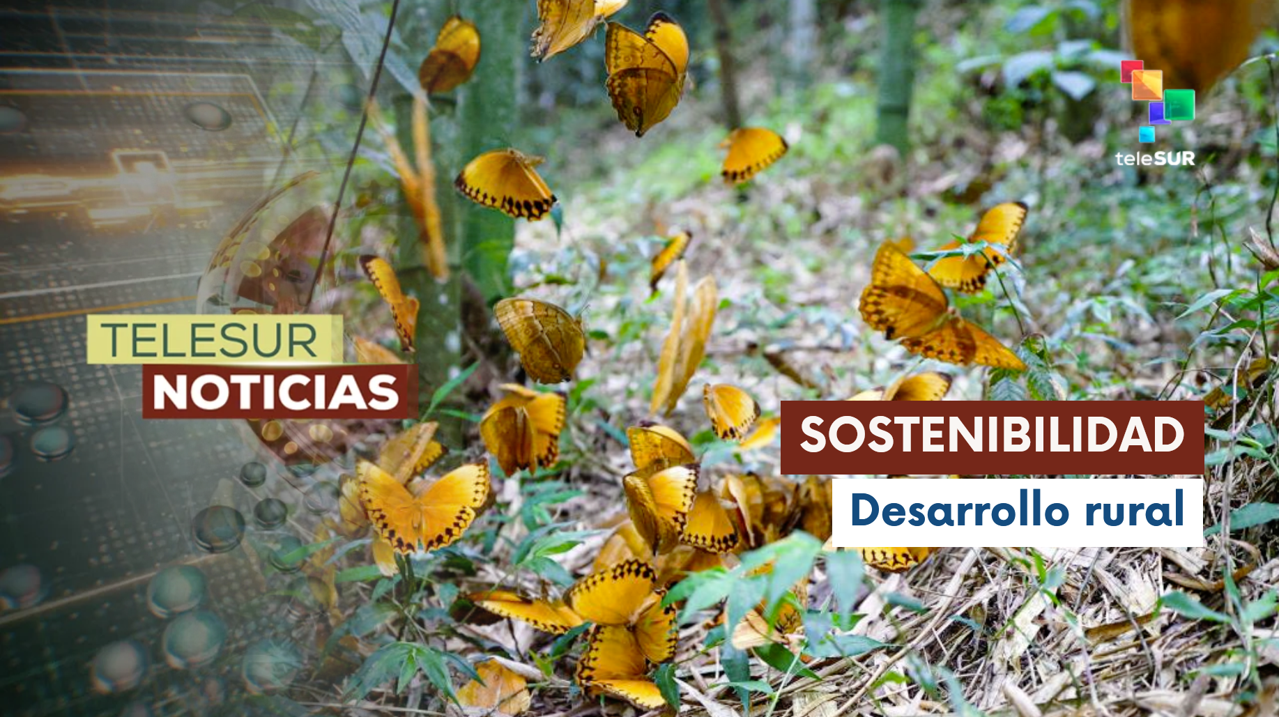Valle de las Mariposas en China impulsa desarrollo rural