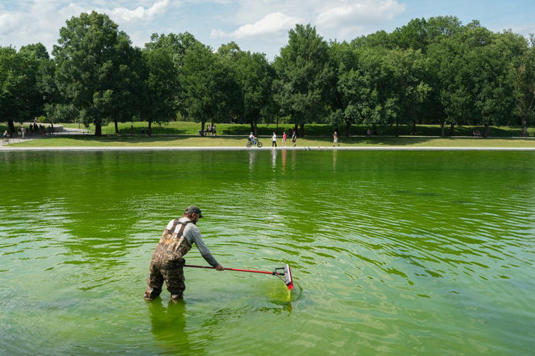 The Lincoln Memorial reflecting pool turned green. Your backyard pool ...