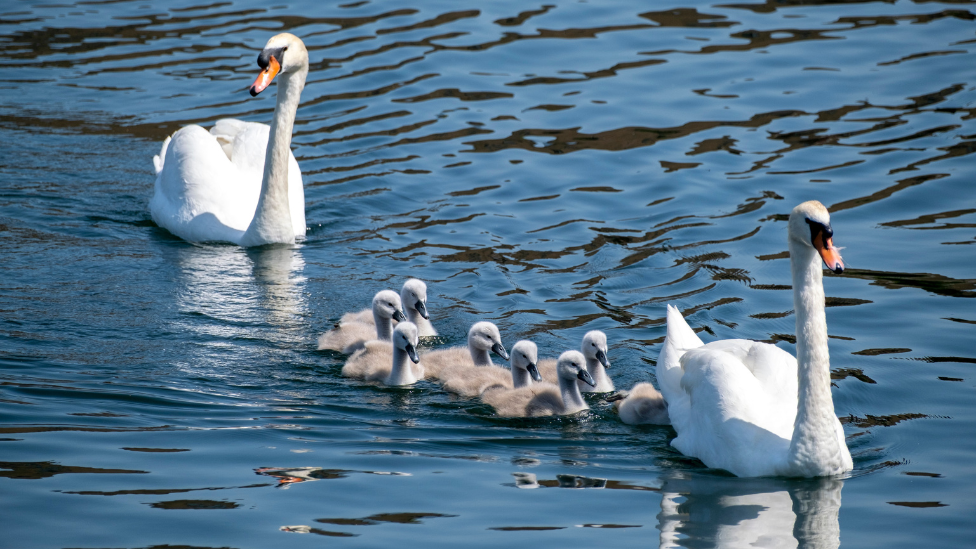 Regatta race 'could have stopped' before swan deaths