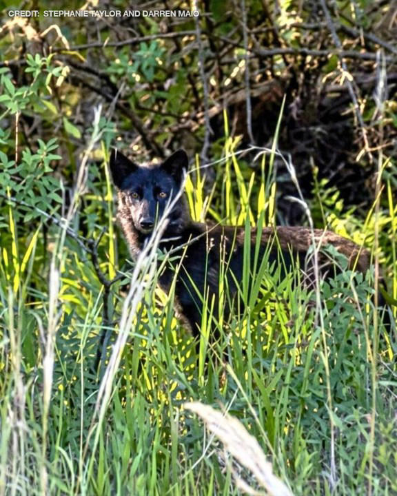 Rare black coyote spotted by park rangers in New Port Richey