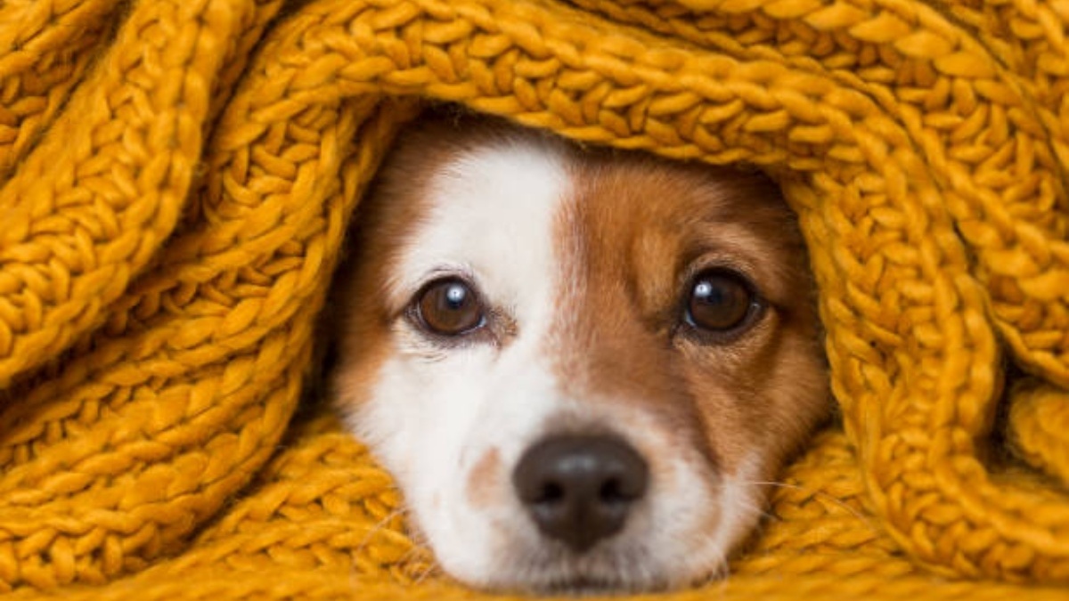 Your dog understands more than you think, according to veterinarians