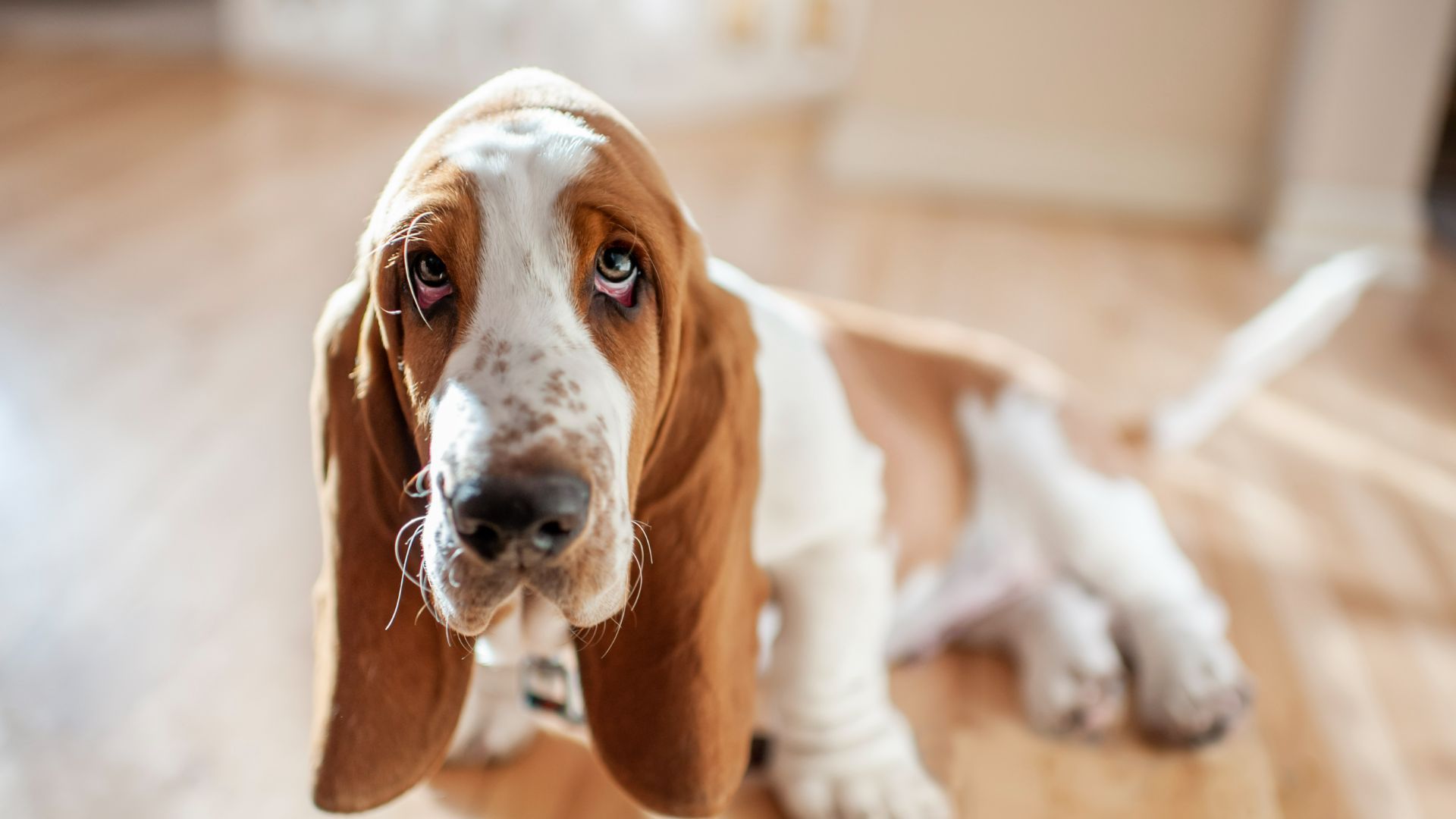 Fun facts about basset hounds