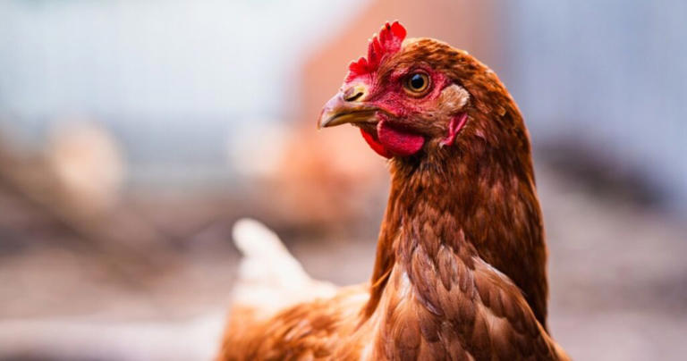 Canicule : comment savoir si une poule est déshydratée et sauver son ...