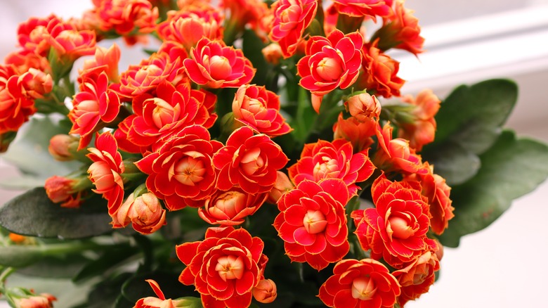 15 succulents that bloom with pretty red flowers