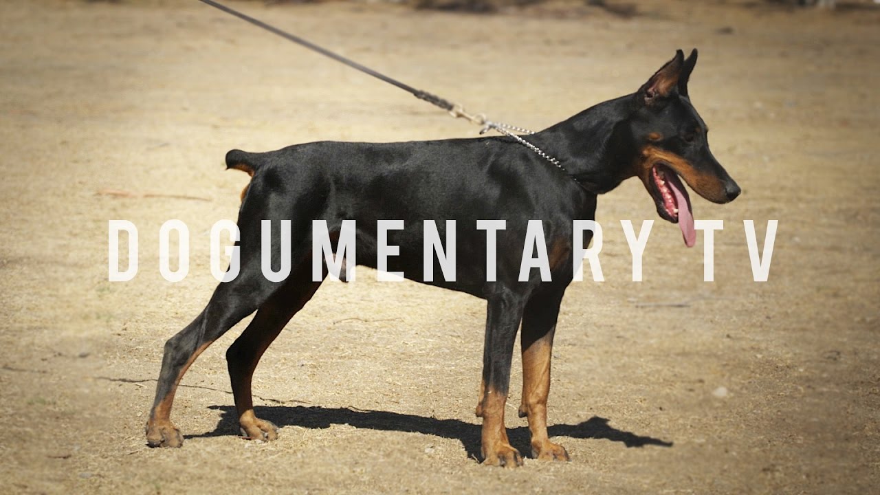 Doberman pinschers are the watch dog for the whole family