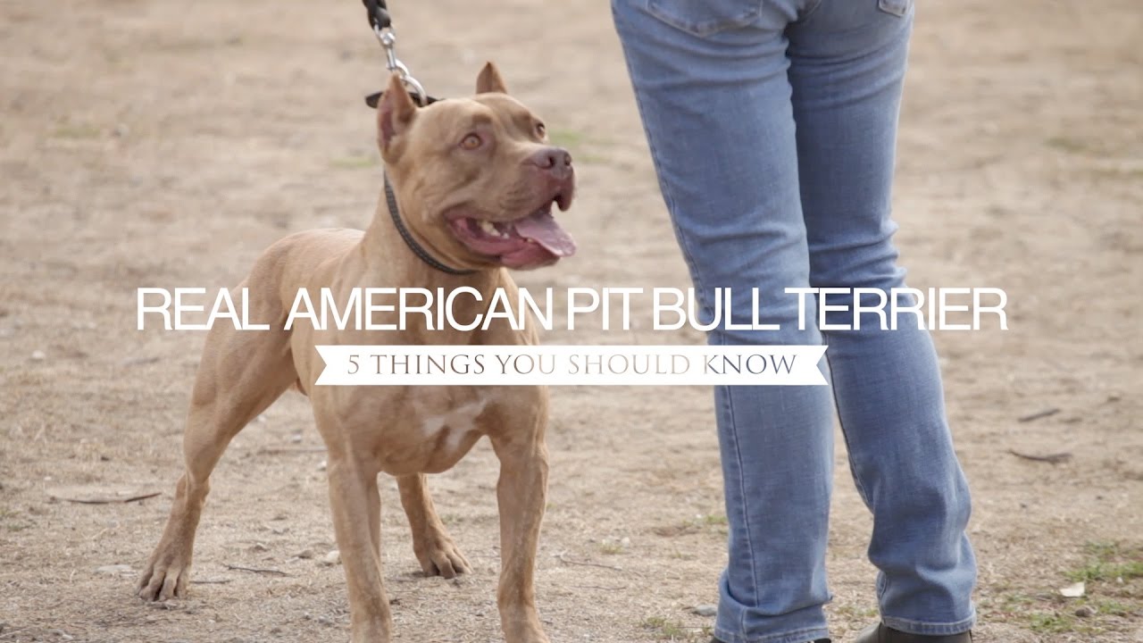 The real American pit bull terrier: Five things you should know