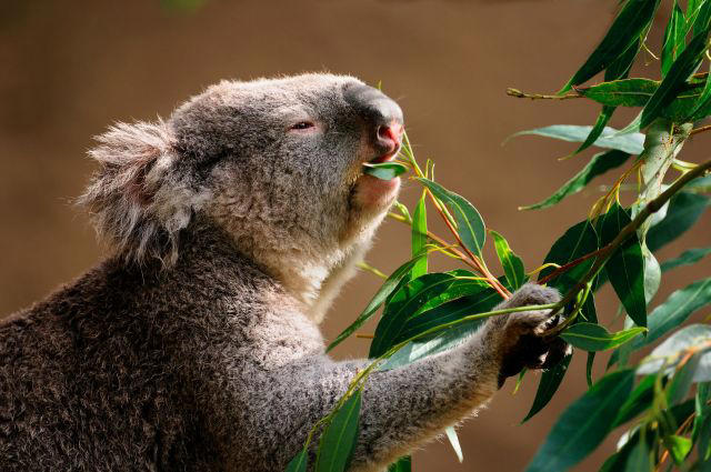 South Australia's koala boom is stripping forests bare, and scientists ...