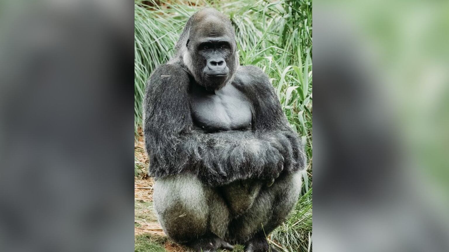 Cenzoo, beloved gorilla at SC zoo, passes away after recent health issues