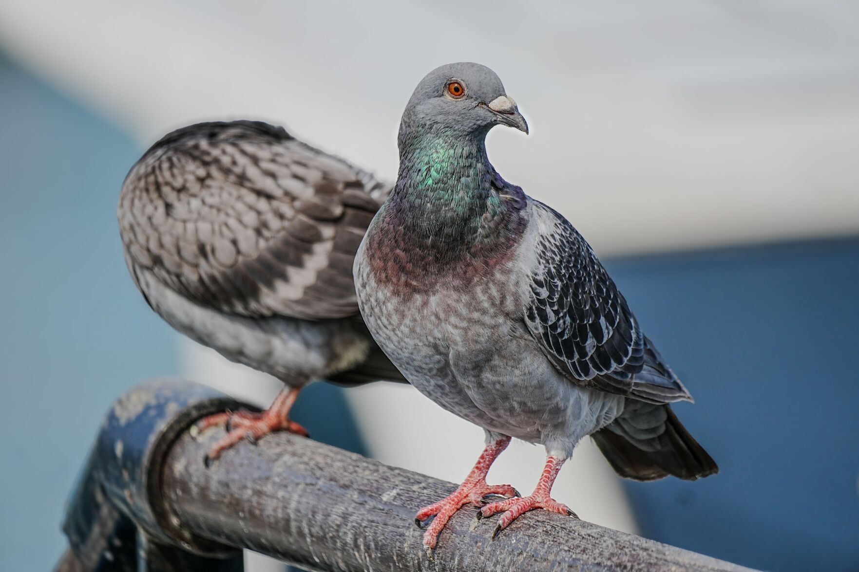 City of Dauphin approves pilot to humanely reduce pigeon population