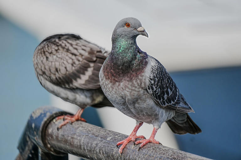 City of Dauphin approves pilot to humanely reduce pigeon population
