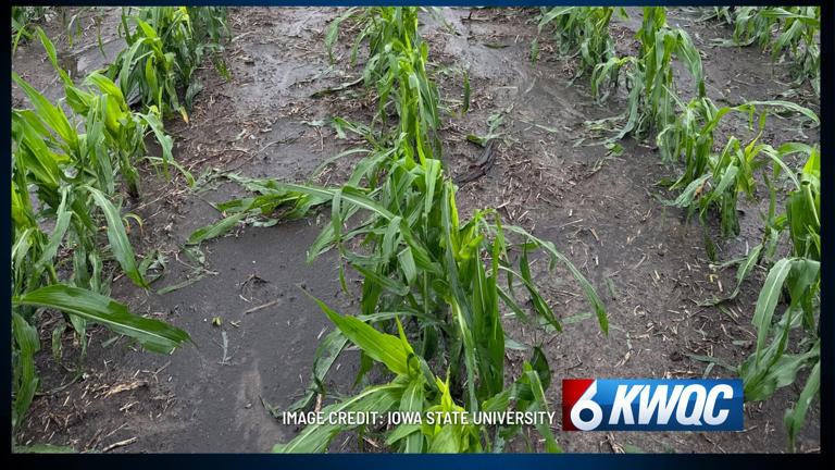 How long can flooded crops survive? Iowa State experts share recovery ...