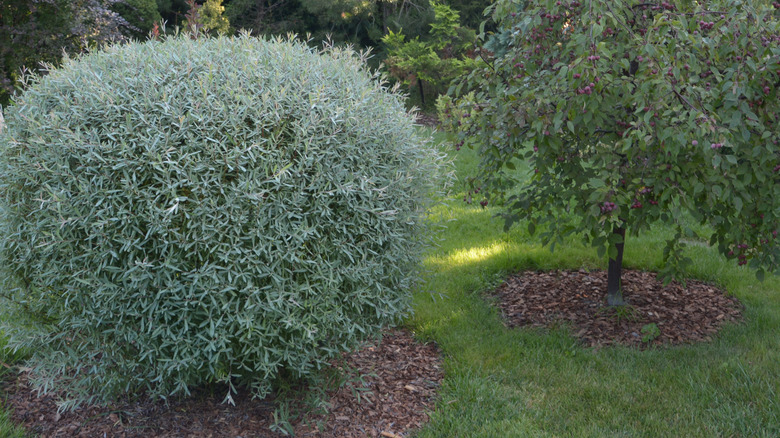 15 hedges you can plant in your yard that grow fast