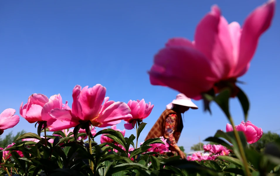 Experts outline key summer steps to boost peony blooms