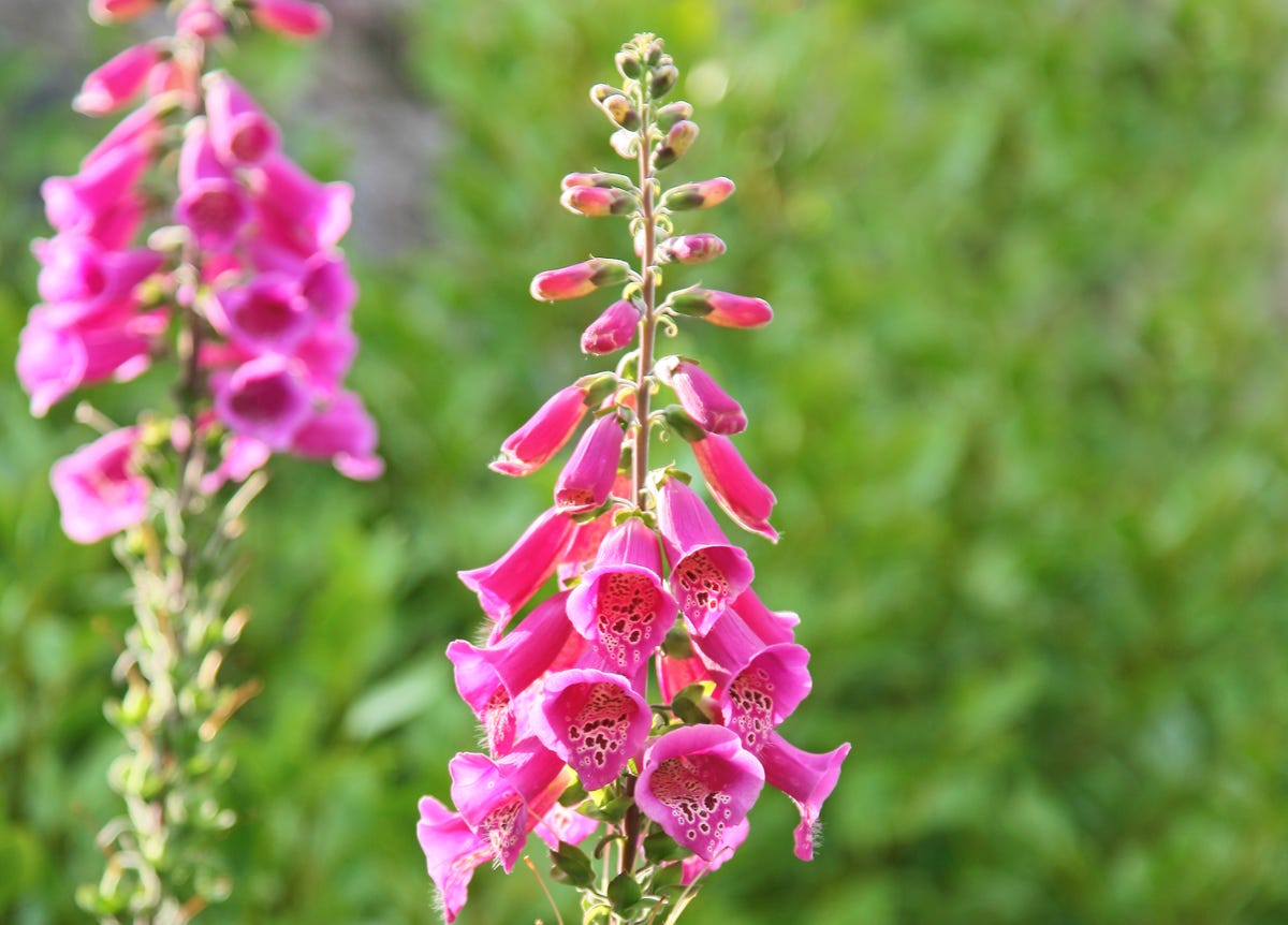 7 native plants that bring birds, bees & butterflies to your garden ...