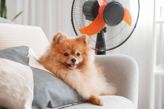 Indoor cooling for dogs: Use 10 simple solutions to create a ...
