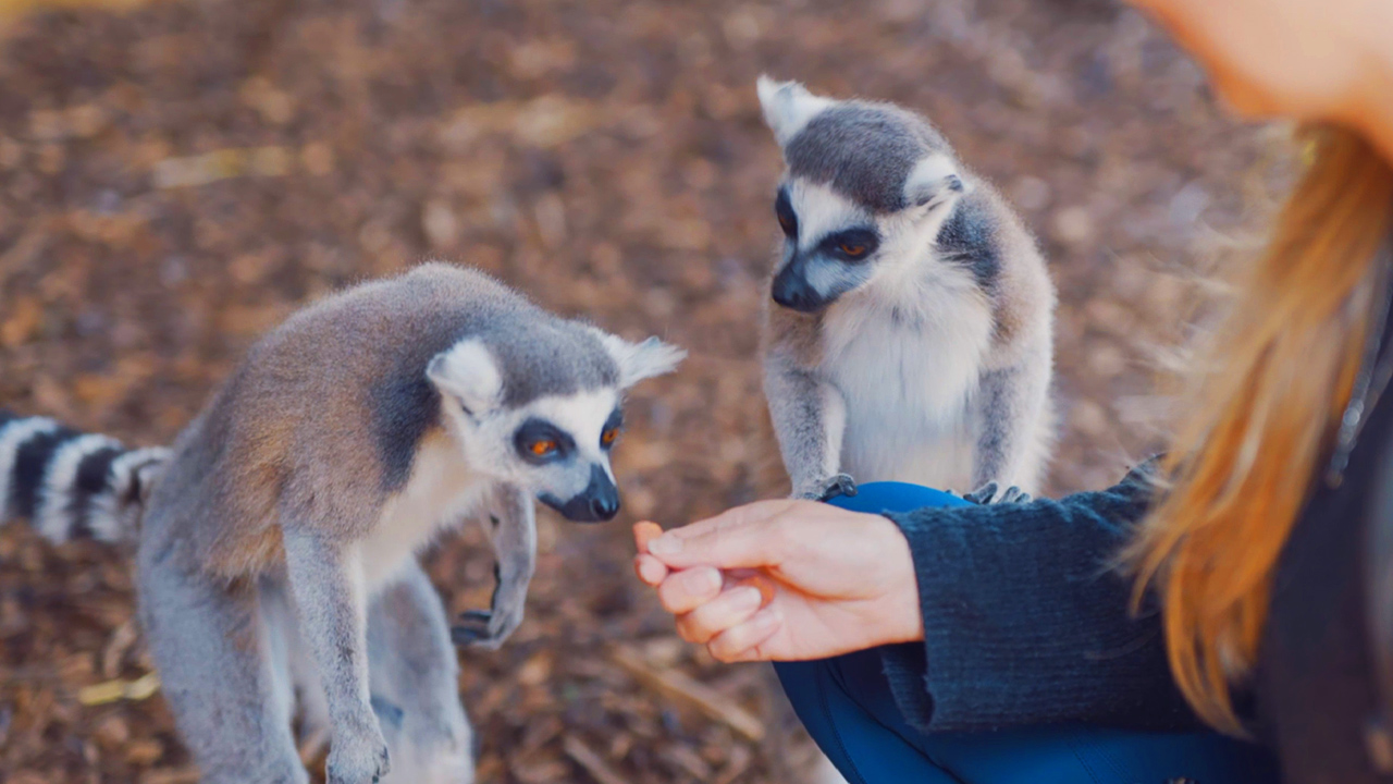 Watch the cute moment when a lemur makes an emotional connection with a ...