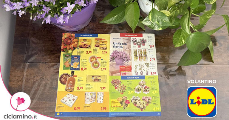 La celosia Lidl nel nuovo volantino ricco di piante e colori