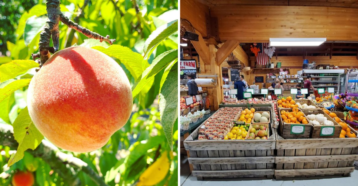 The New Jersey farm where peach season starts early July and runs all ...