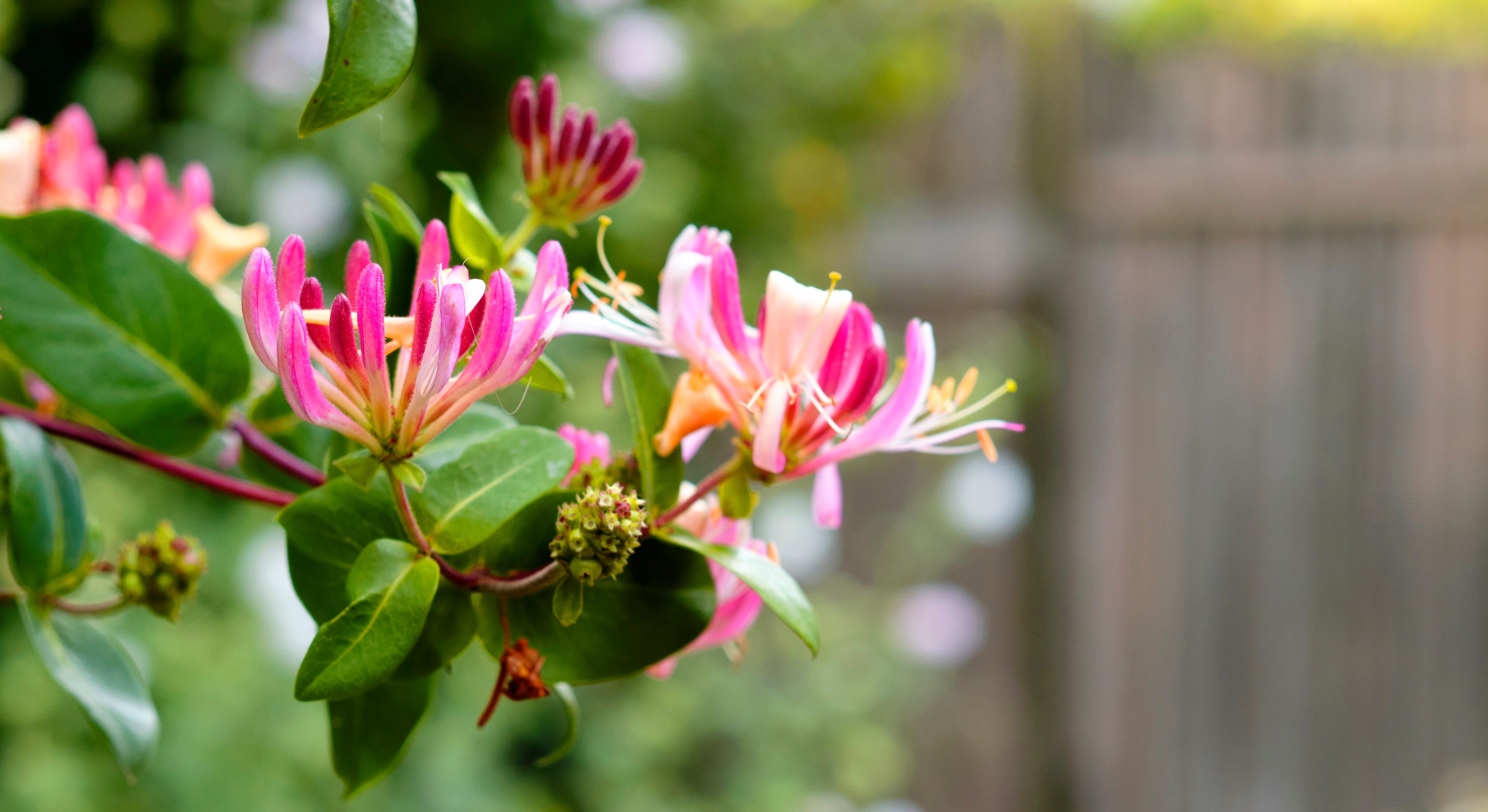 7 native plants that bring birds, bees & butterflies to your garden ...