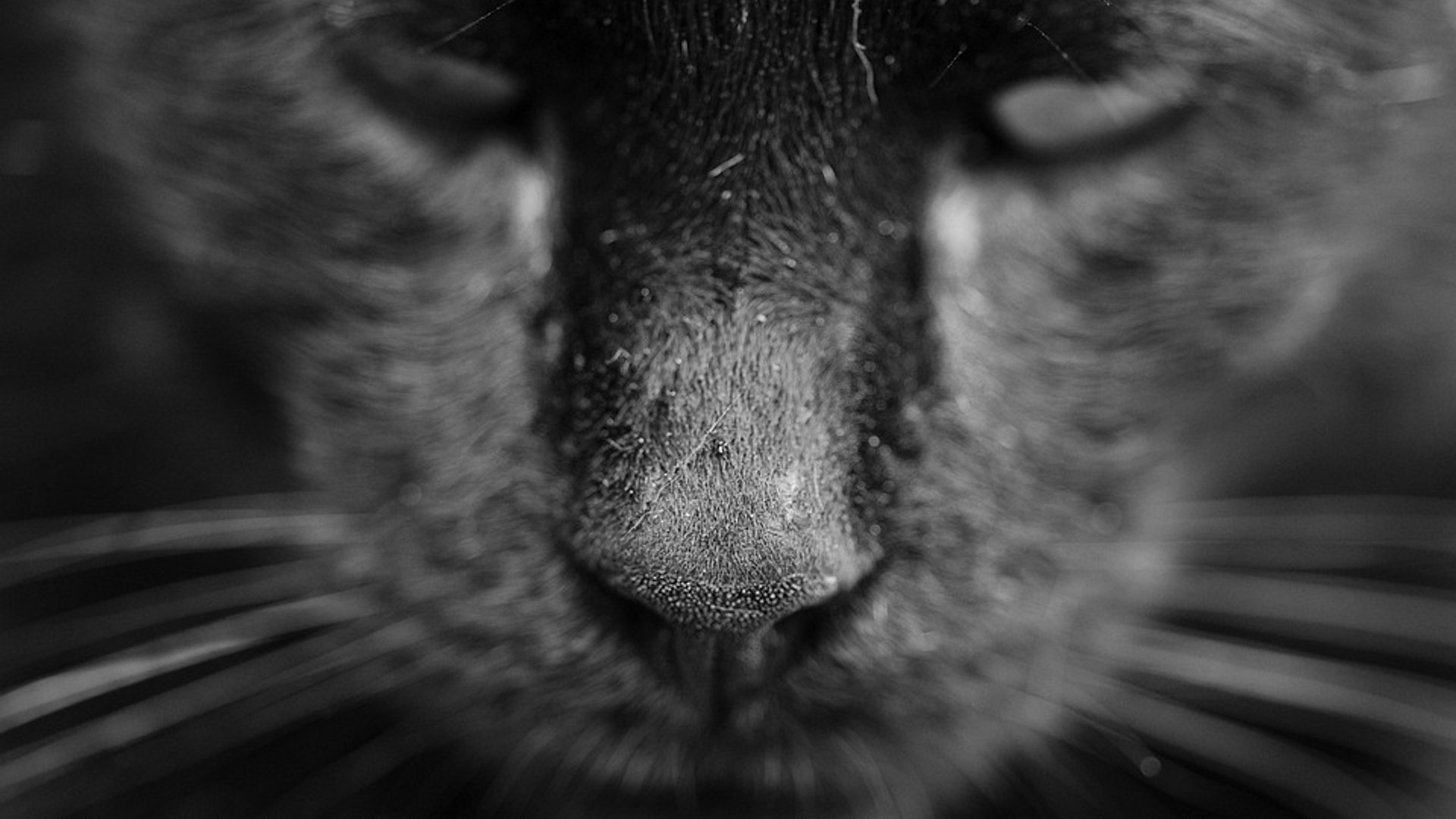 Welsh government releases files on 'big cat' sightings