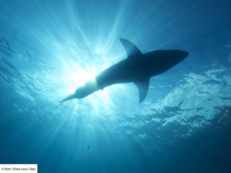 Aux États-Unis, un pêcheur se filme capturant accidentellement un grand ...