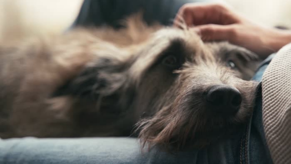 What does it really mean when your dog stares at you?