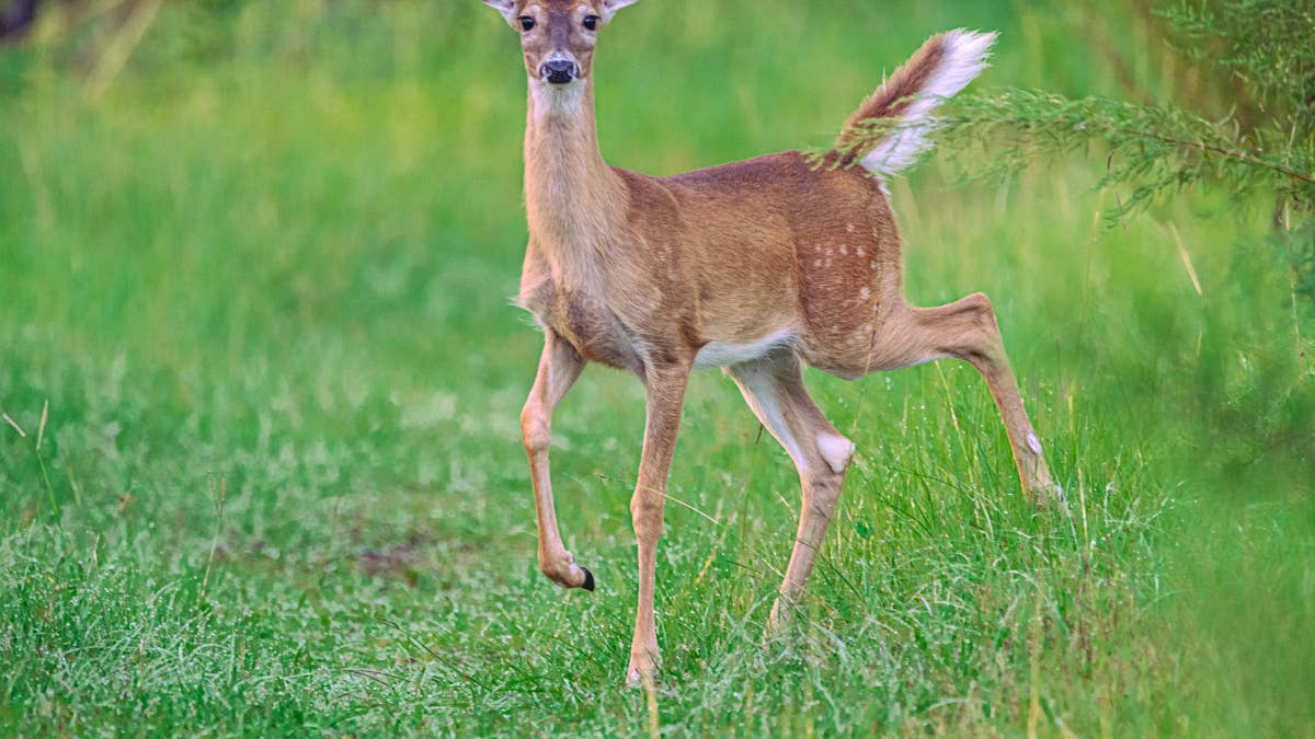 Tiny blind & deaf dachshund mix meets a deer and makes her his new ...