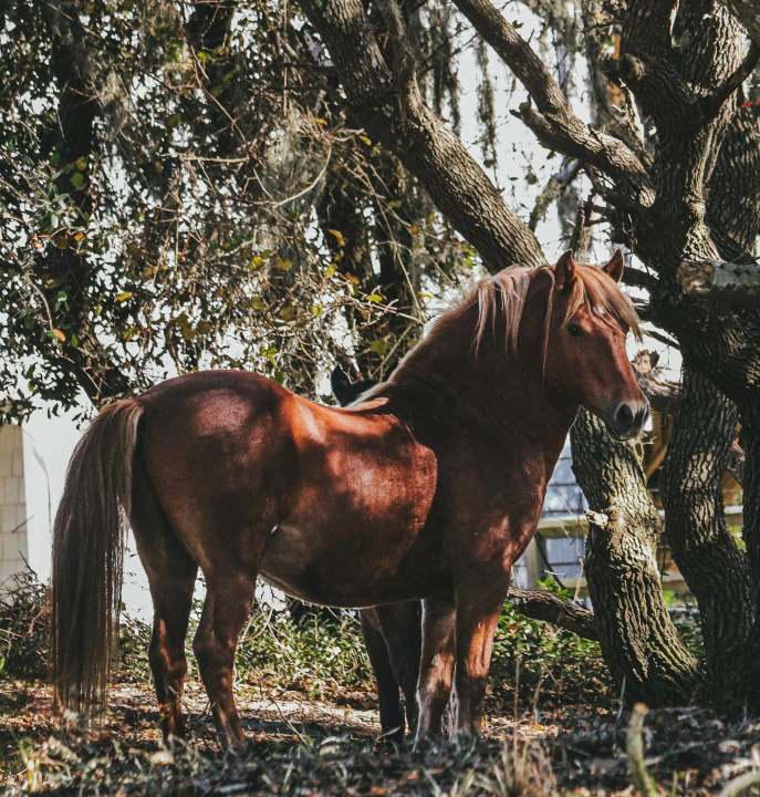 Wild Corolla stallion 'Surfer' dies after fatal kick