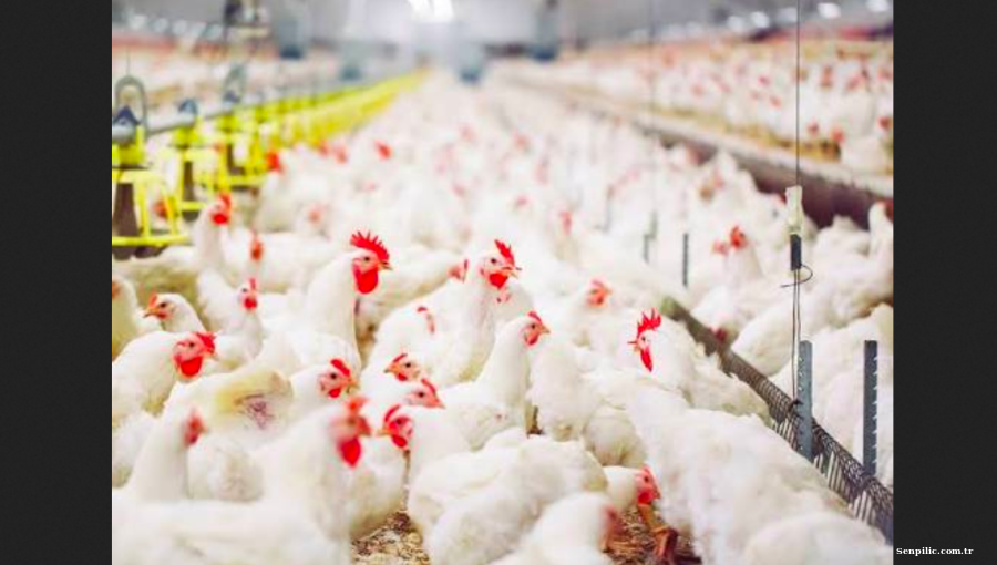Fowl play? Turkish state rules roost after seizing 80% of chicken industry