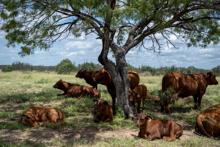 New World screwworm Texas cases climb: Map, pet risk