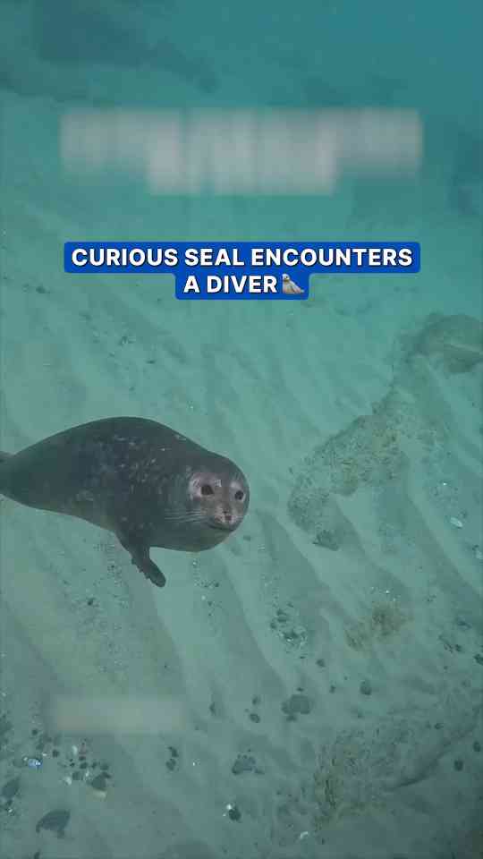 Curious seal swims up to greet diver