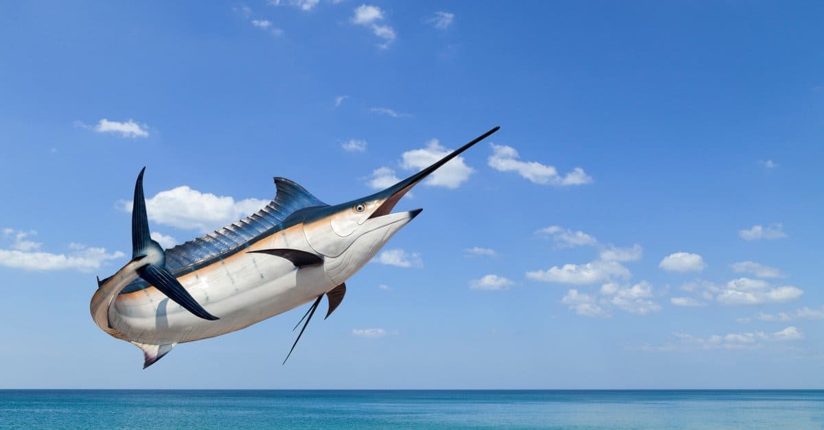 Anglers hauled in a swordfish so huge it made history