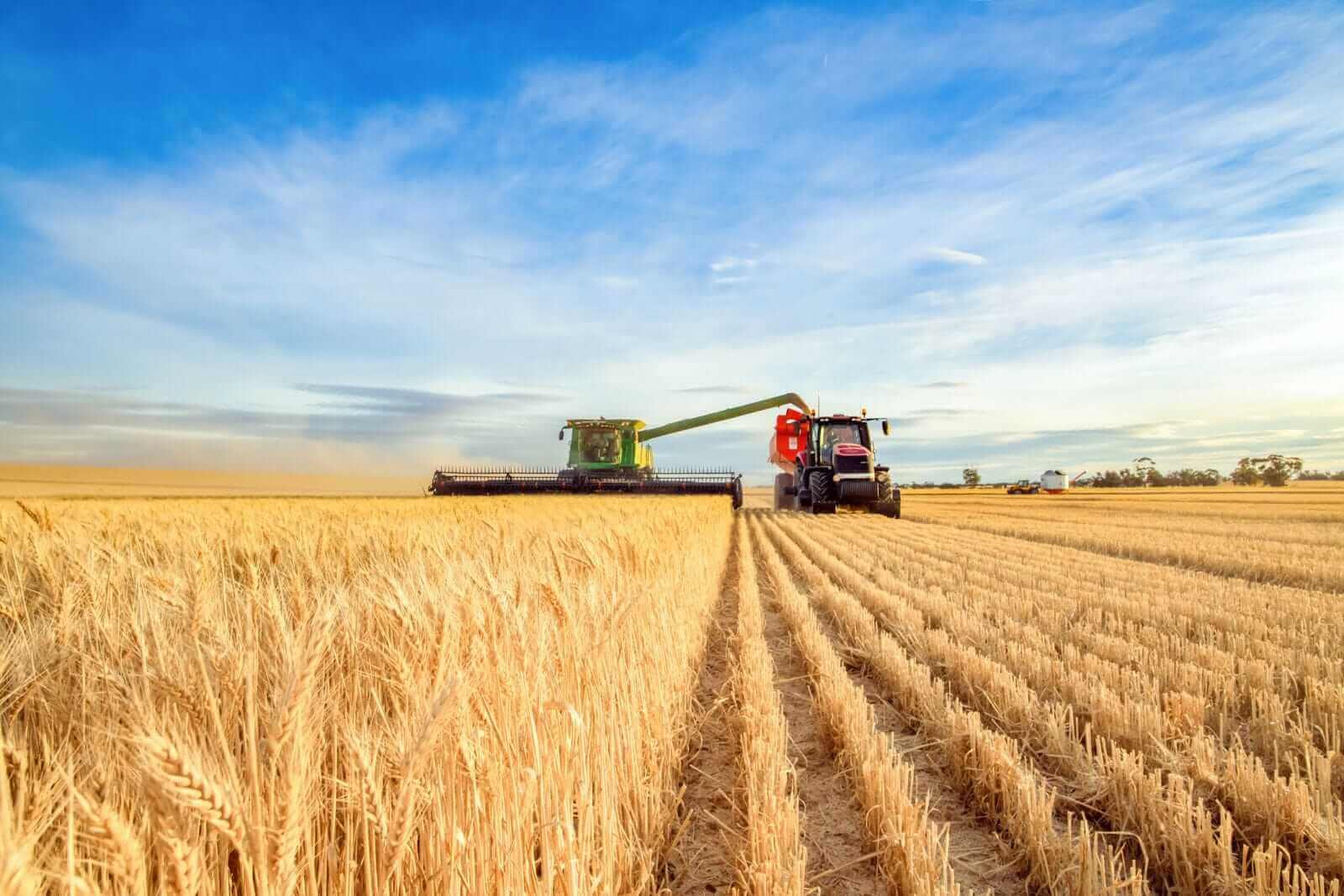 Will winter wheat weakly wilt weekly?