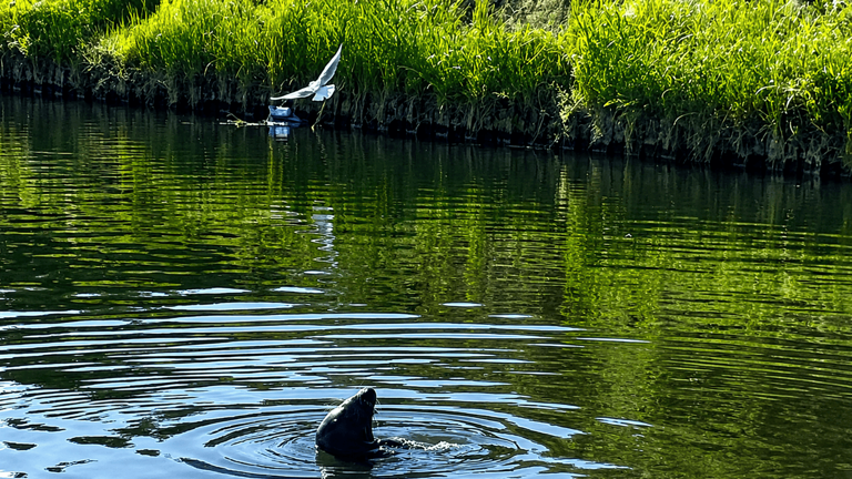 Zeehond gespot in kanaal in Oudenburg: "Zolang hij voedsel vindt, is er ...