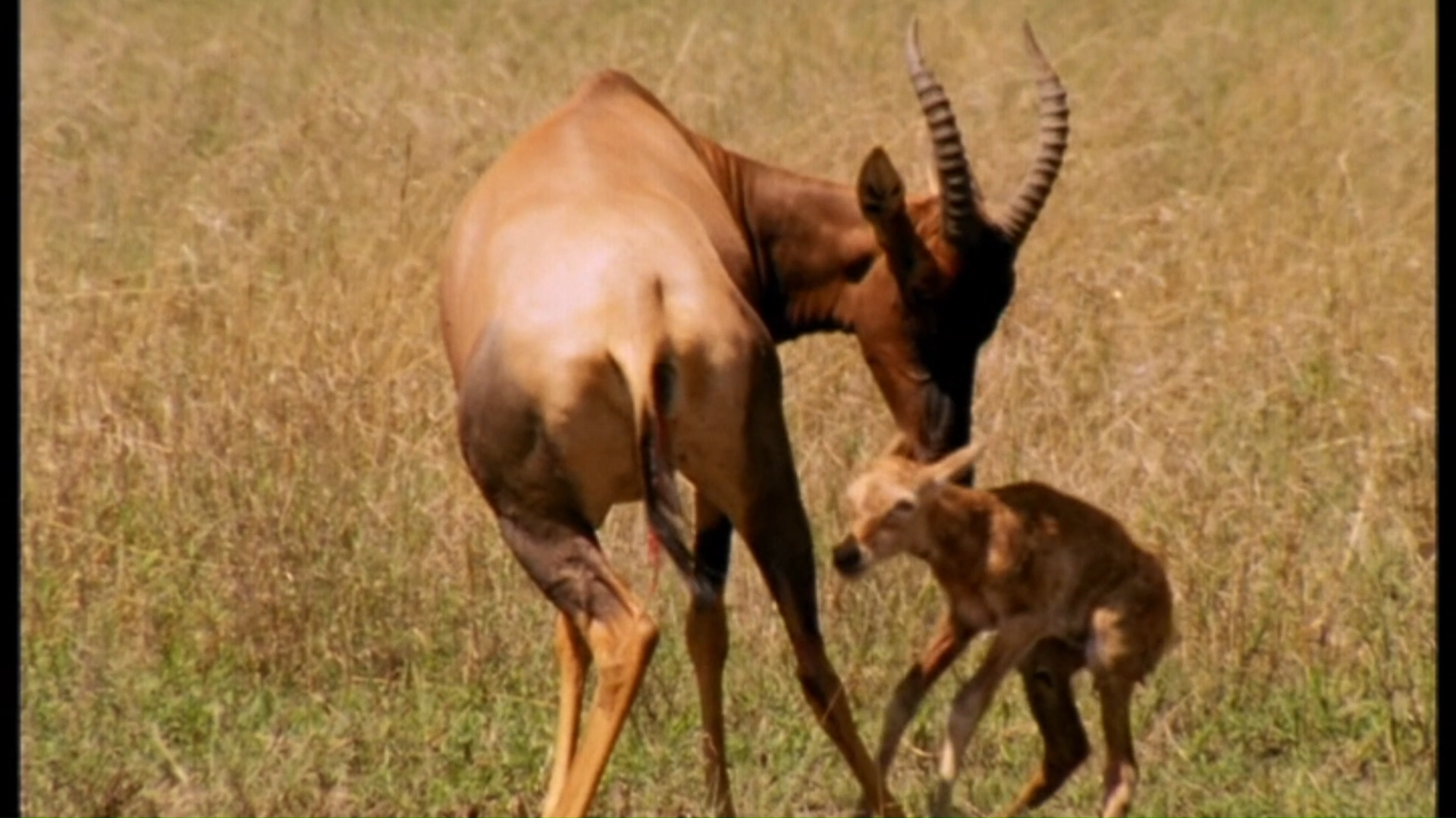 The baby topi
