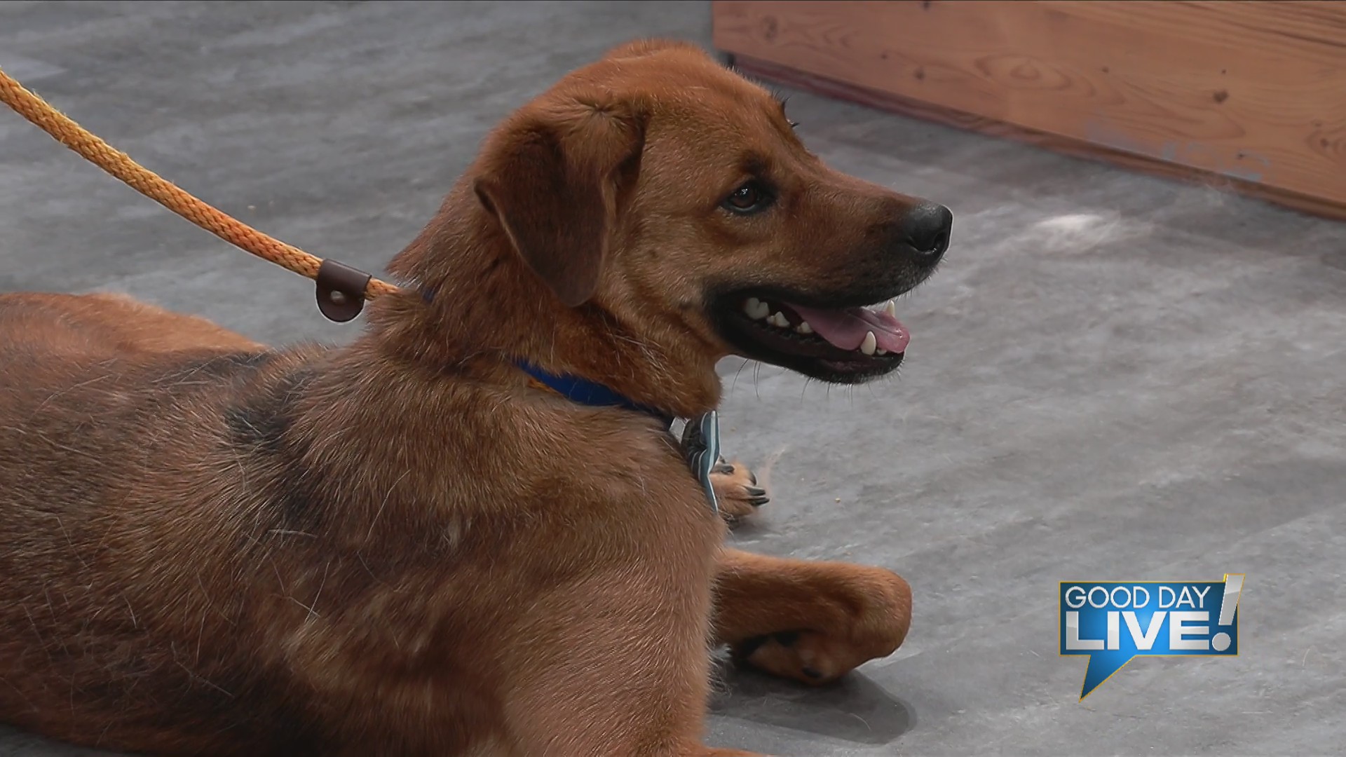 Pet of the week: Bomber