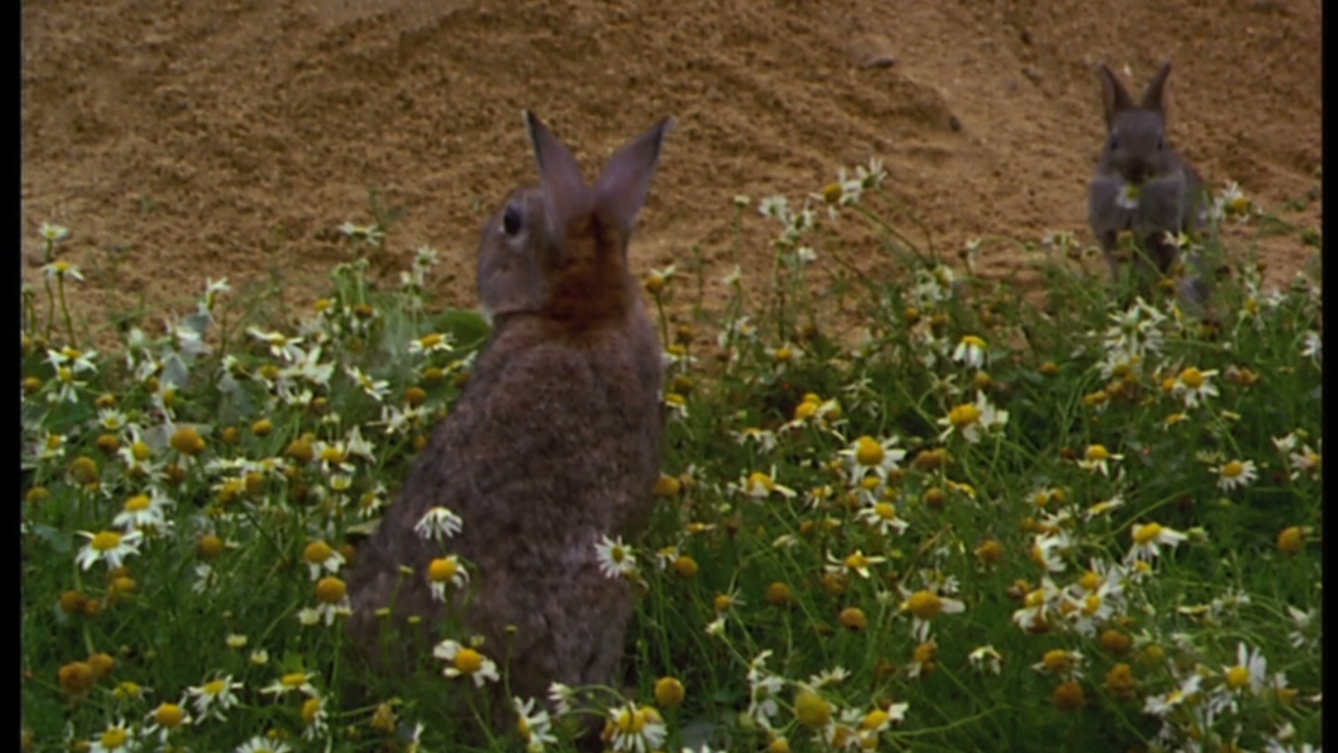The baby rabbit