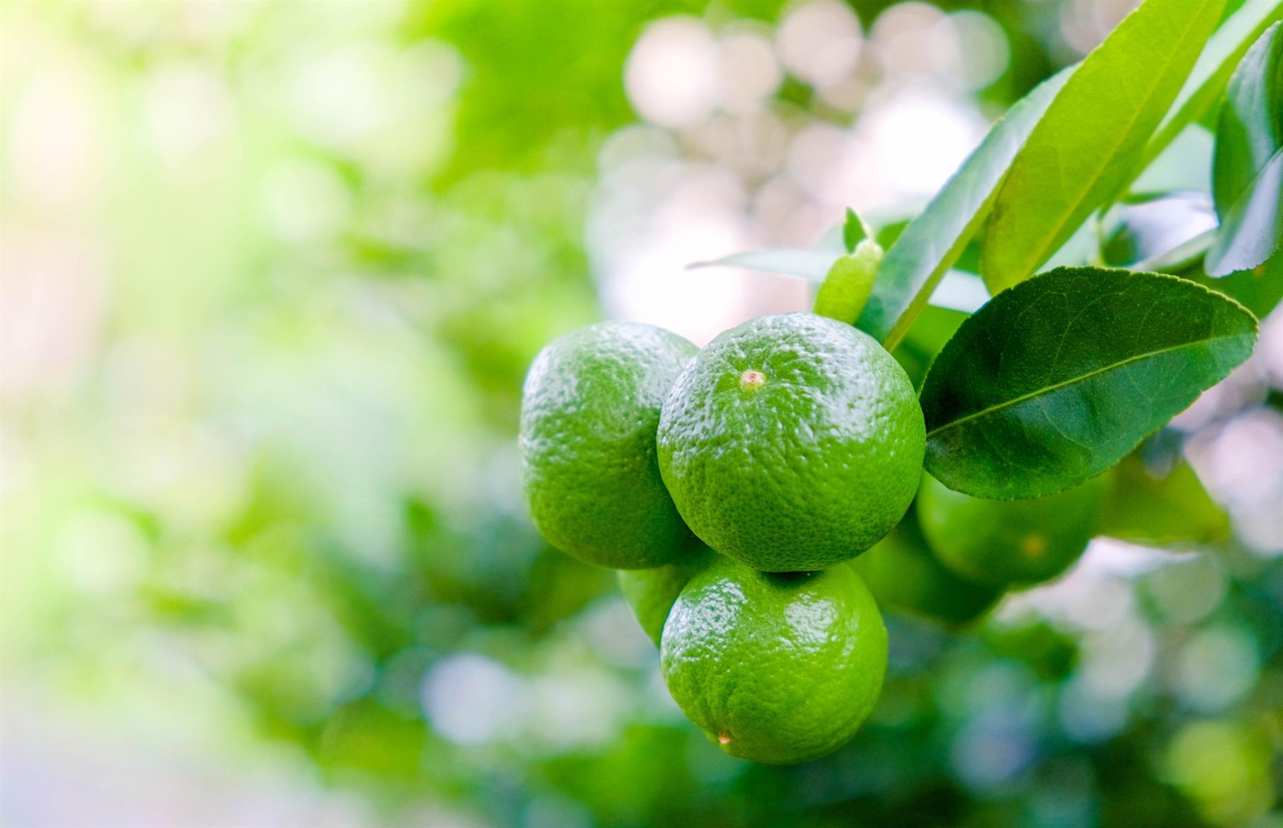 Things you probably didn't know about key lime pie