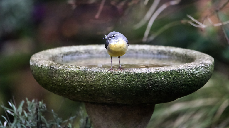 Say goodbye to traditional bird baths: There's a Target find that ...
