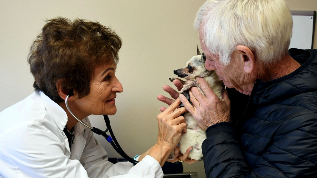 Supporting your dog through the final stage of life