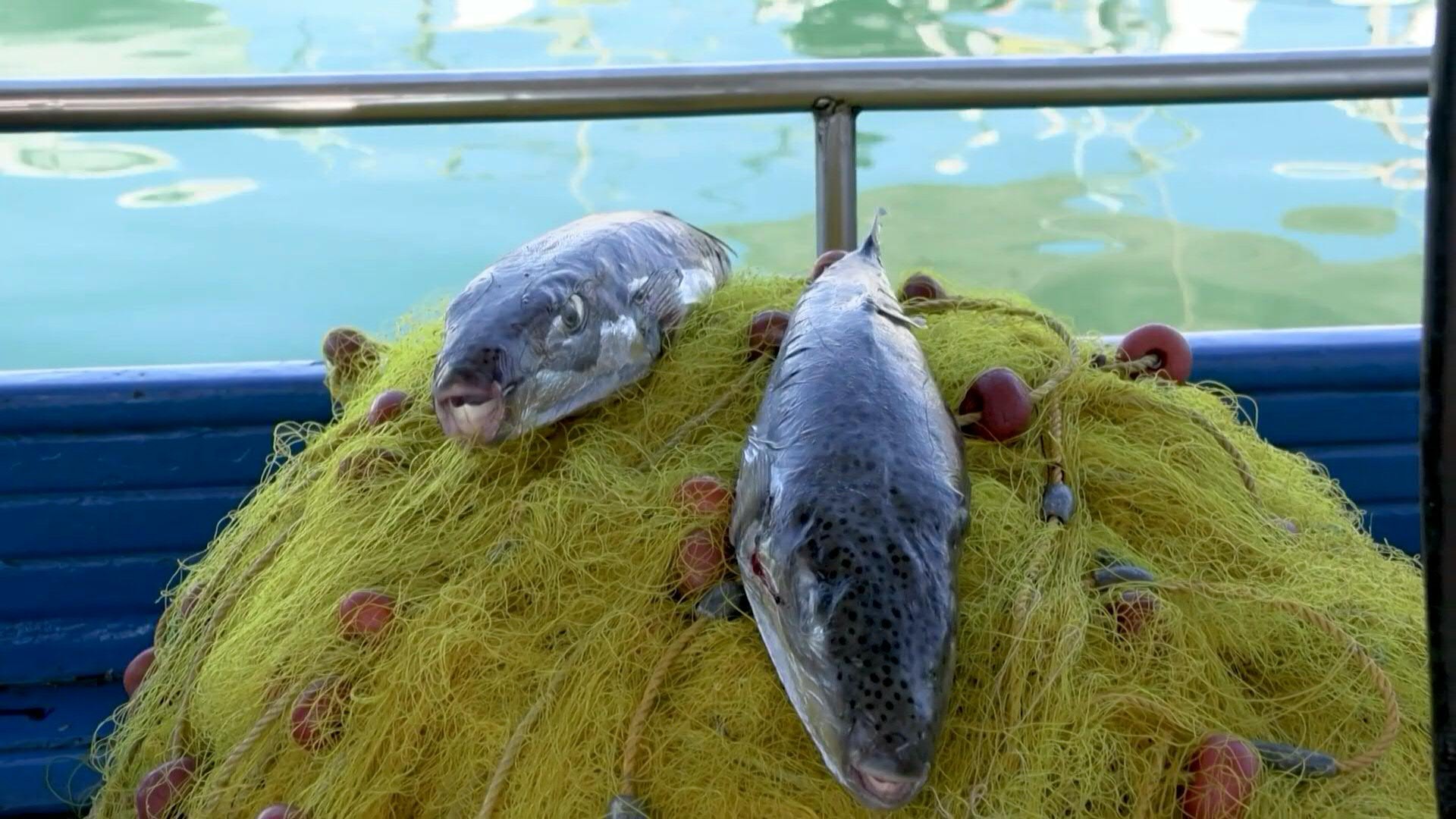 Greek fishermen struggle with invasive pufferfish